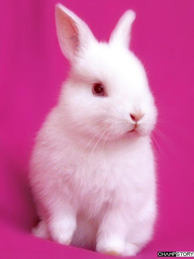How to Get the Cutest & Most Lovely Pictures of Rabbits? - ChampStory
